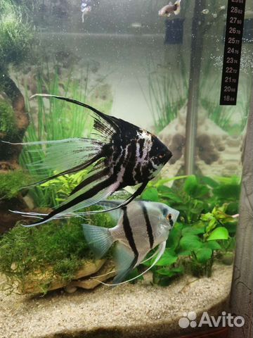 Скалярии черный мрамор и голубой ангел