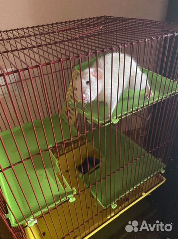 Бронь Крыса дамбо в добрые руки бесплатно