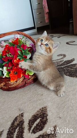 Золотая шиншилла