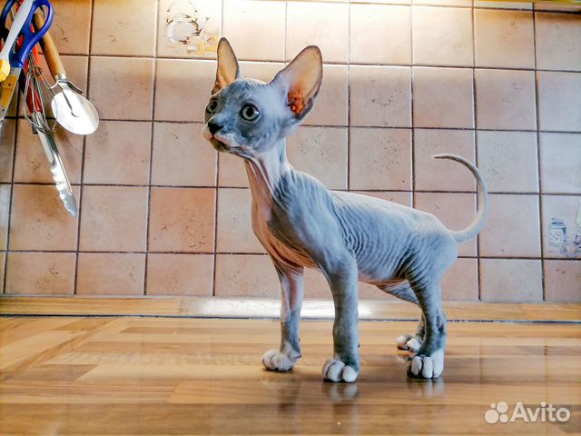 Котенок сфинкс (канадский), девочка, 2месяца