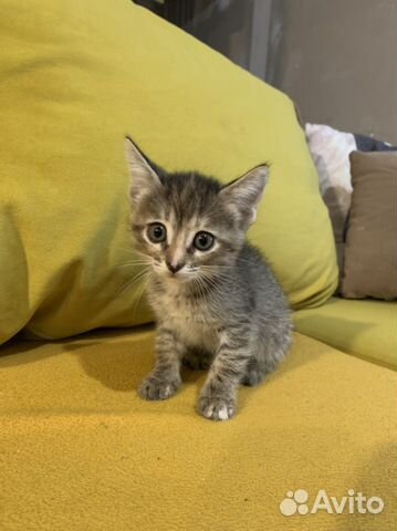 Котята