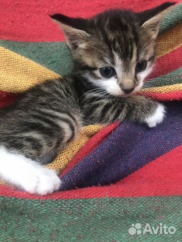 Котята в добрые руки бесплатно