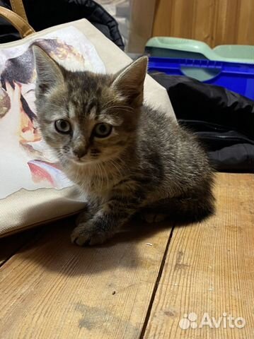 Котенок девочка