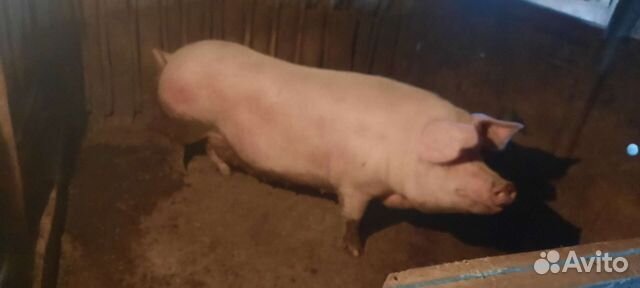 Свиньи на мясо