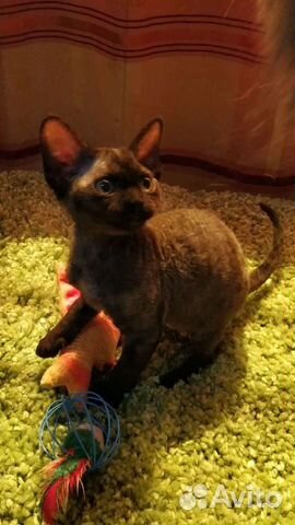 Черничка 2,5 мес