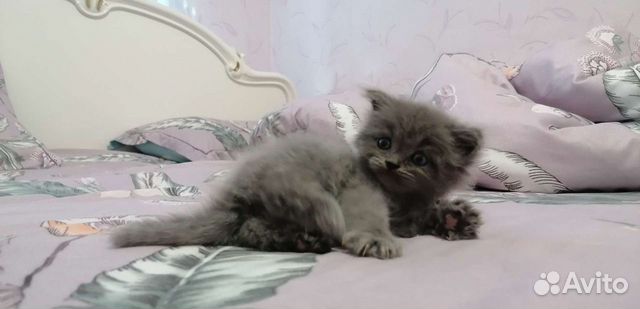 Британские котята