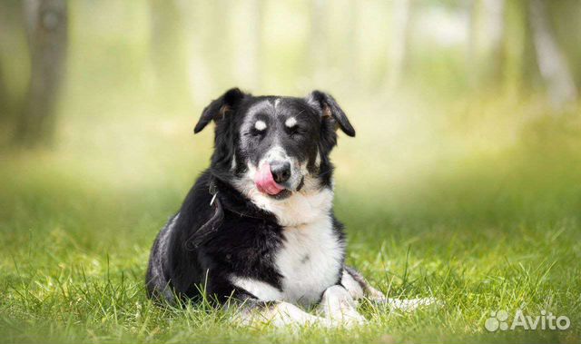 Весёлый Слай ищет дом