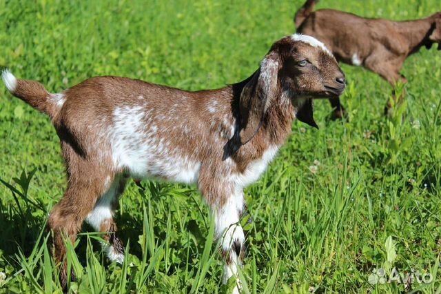 100 процентов англонубийские козлята и козёл
