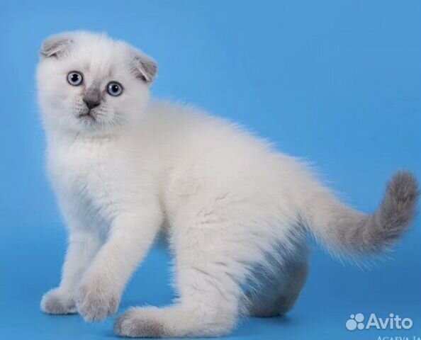 Шотландский вислоухий котёнок