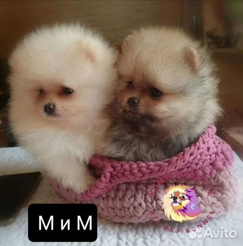 Мини-померанцы 2 М и 2 Д, РКФ