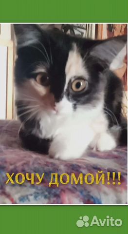 Котенок