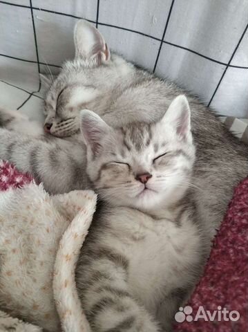 Британские котята