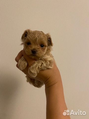 Мальтипу f1 mini феноменальная элитная кукла