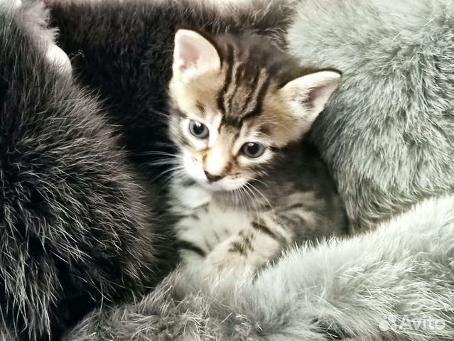Котята в добрые руки бесплатно