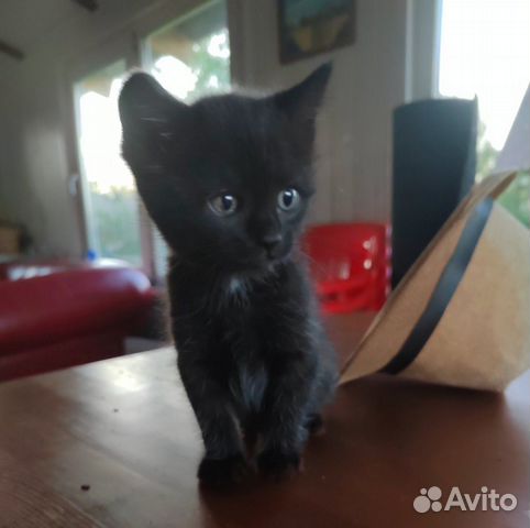 Котенок в очень добрые руки