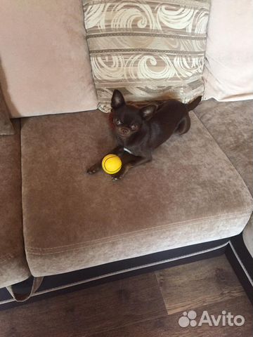 Чихуахуа девочка шоколодная