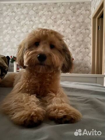 Мальтипу вязка