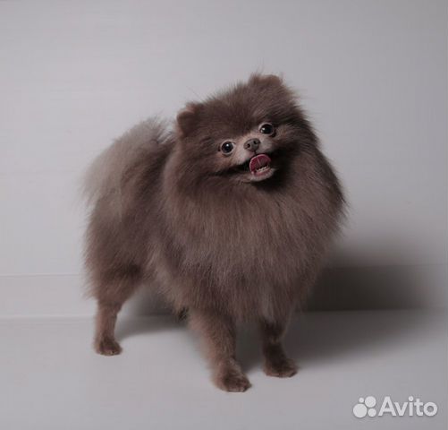 Красивый, подращенный мальчик