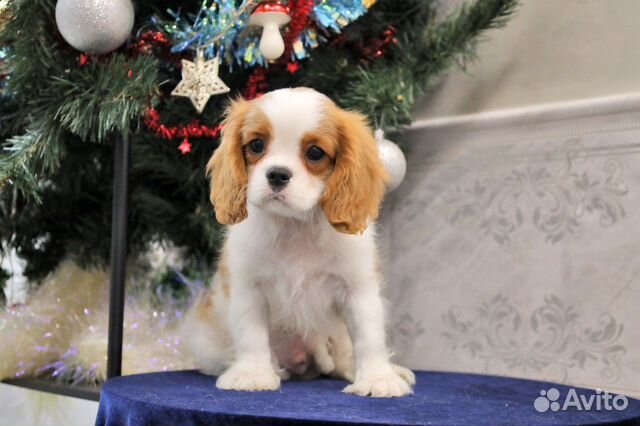 Маленький очаровашка готов обрести семью