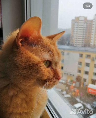Кот в дар бесплатно