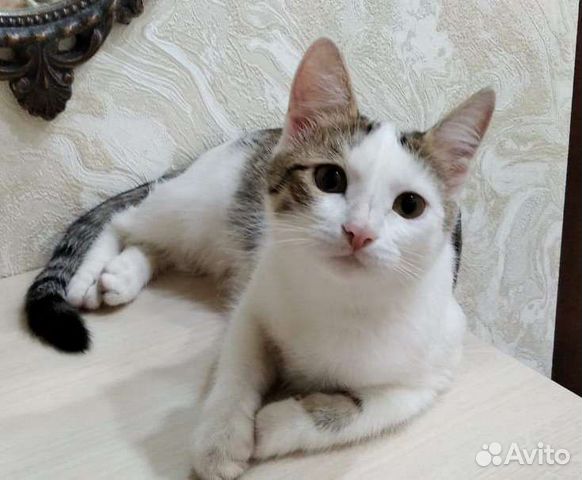 Умная кошечка-подросток Лори., 5 месяцев