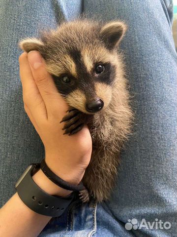 Енот полоскун