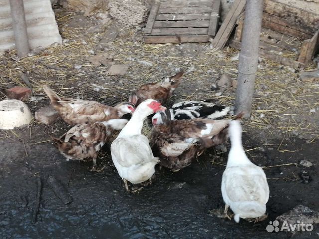 Мускусные утки и селезни