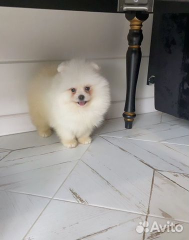 Мальчик шпиц беляш 2,5 месяца