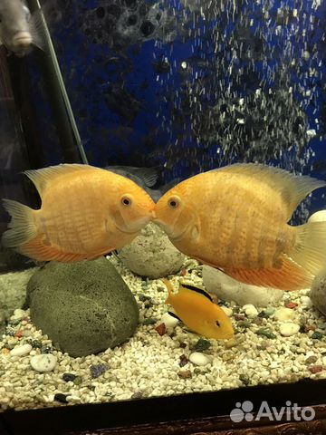 Продам пару северумов