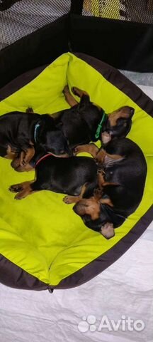 Щенки цвергпинчера