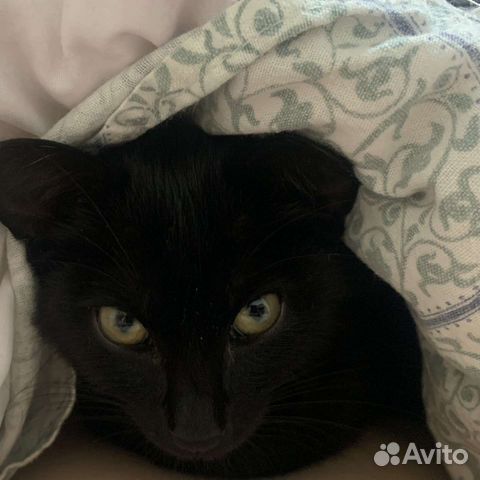 Кошка в дар