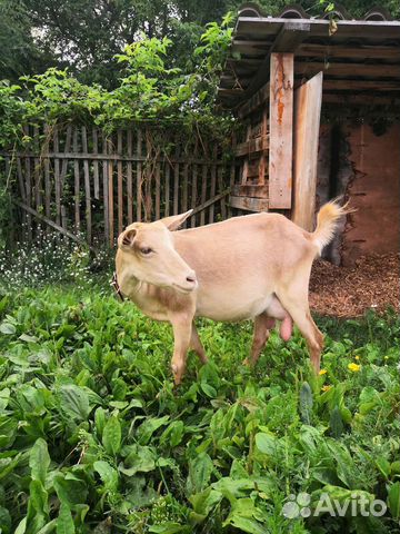 Коза Альпо Зааненка