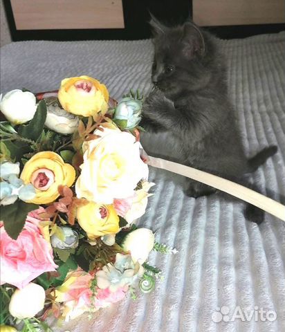 Котята в добрые руки мальчики