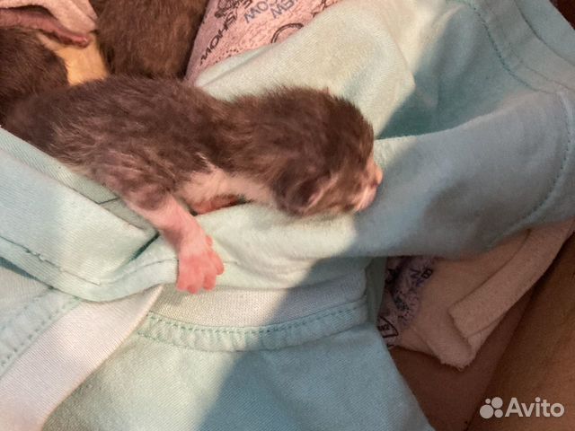 Ищем кормящую кошку для брошенных котят