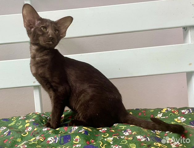 Ориентальная шоколадная