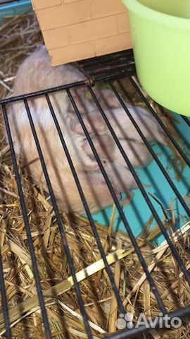 Сирийский хомяк