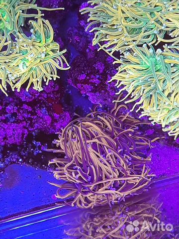 Эуфилия живой коралл