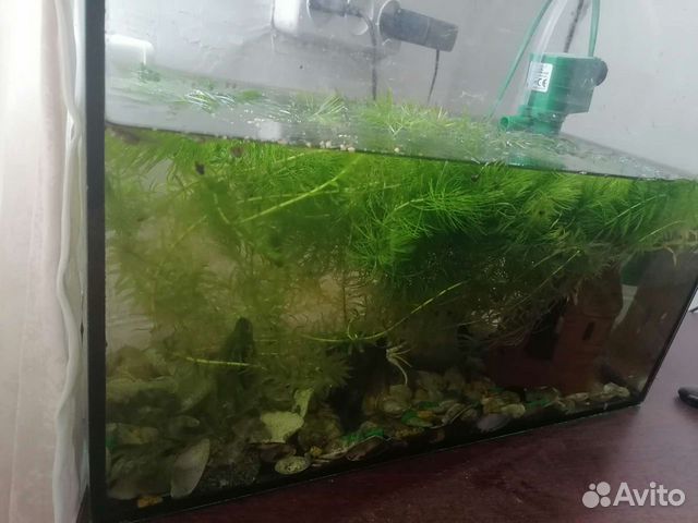 Аквариум