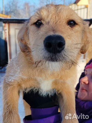 Щенок в добрые руки маленькой собаки