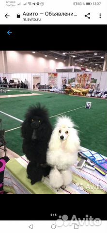 Мини пудель на вязку