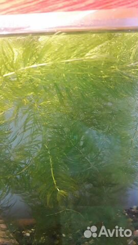 Роголистник