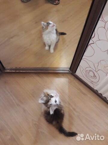 Милая кошечка