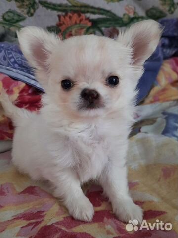 Няшный мальчишечка чихуахуа