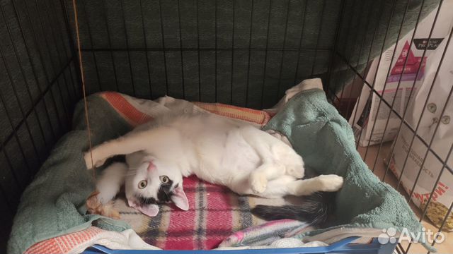 Котик после дтп