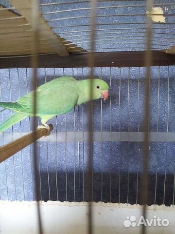 Ожереловый попугай птенцы