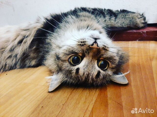 Отдам бесплатно кошку