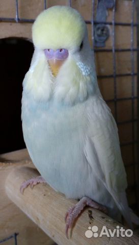 Желтолицый птенчик