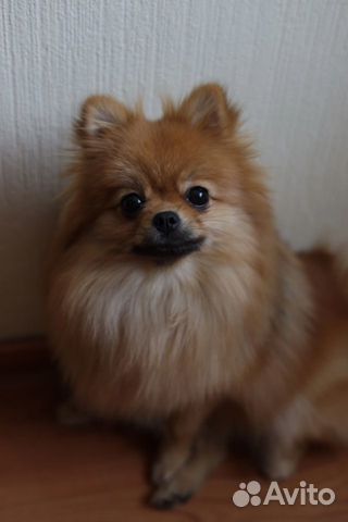 Померанский шпиц девочка