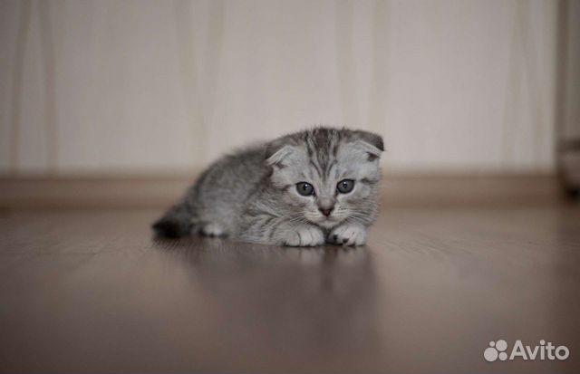 Шотланский вислоухий котенок
