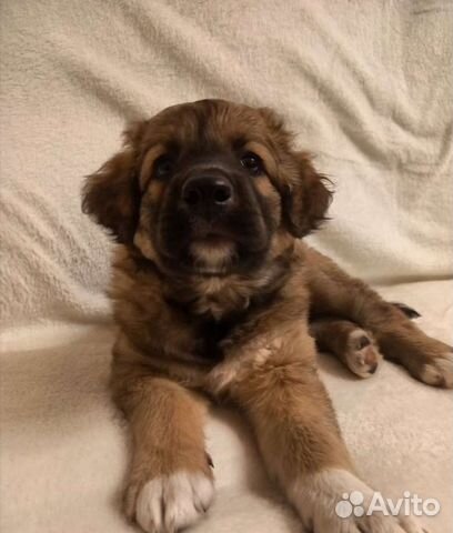 Щенок девочка ищет дом